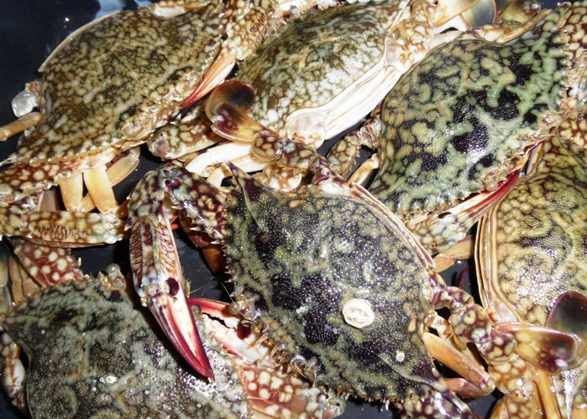 Alimasag – EveGrocer