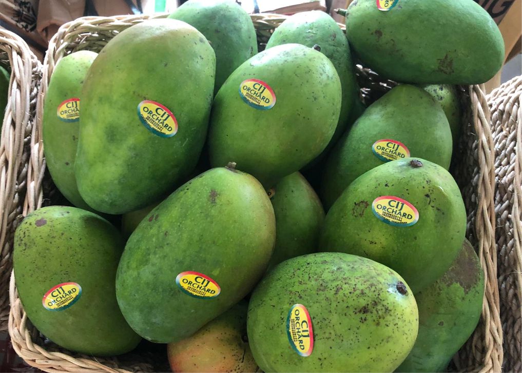 Mangoes - Florida Mangoes / Giant Mangoes minimum order 100 kg – EveGrocer