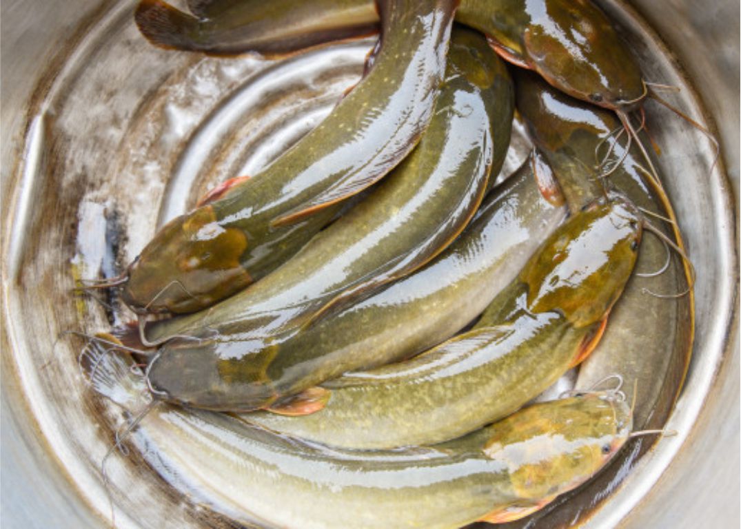 Catfish - Hito – EveGrocer