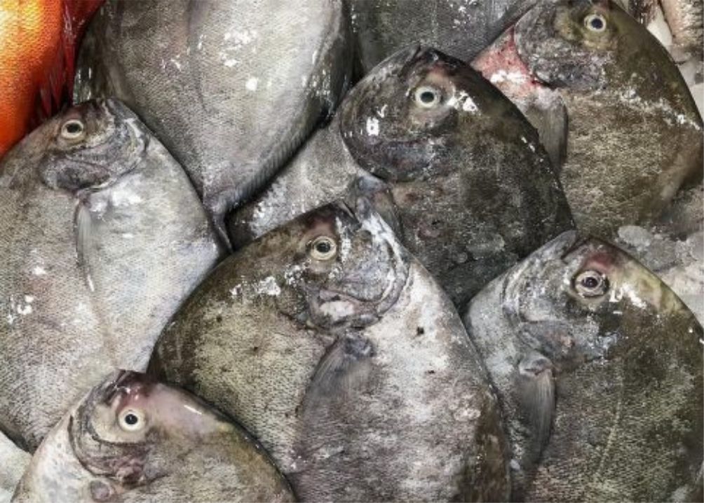 Pampano – EveGrocer